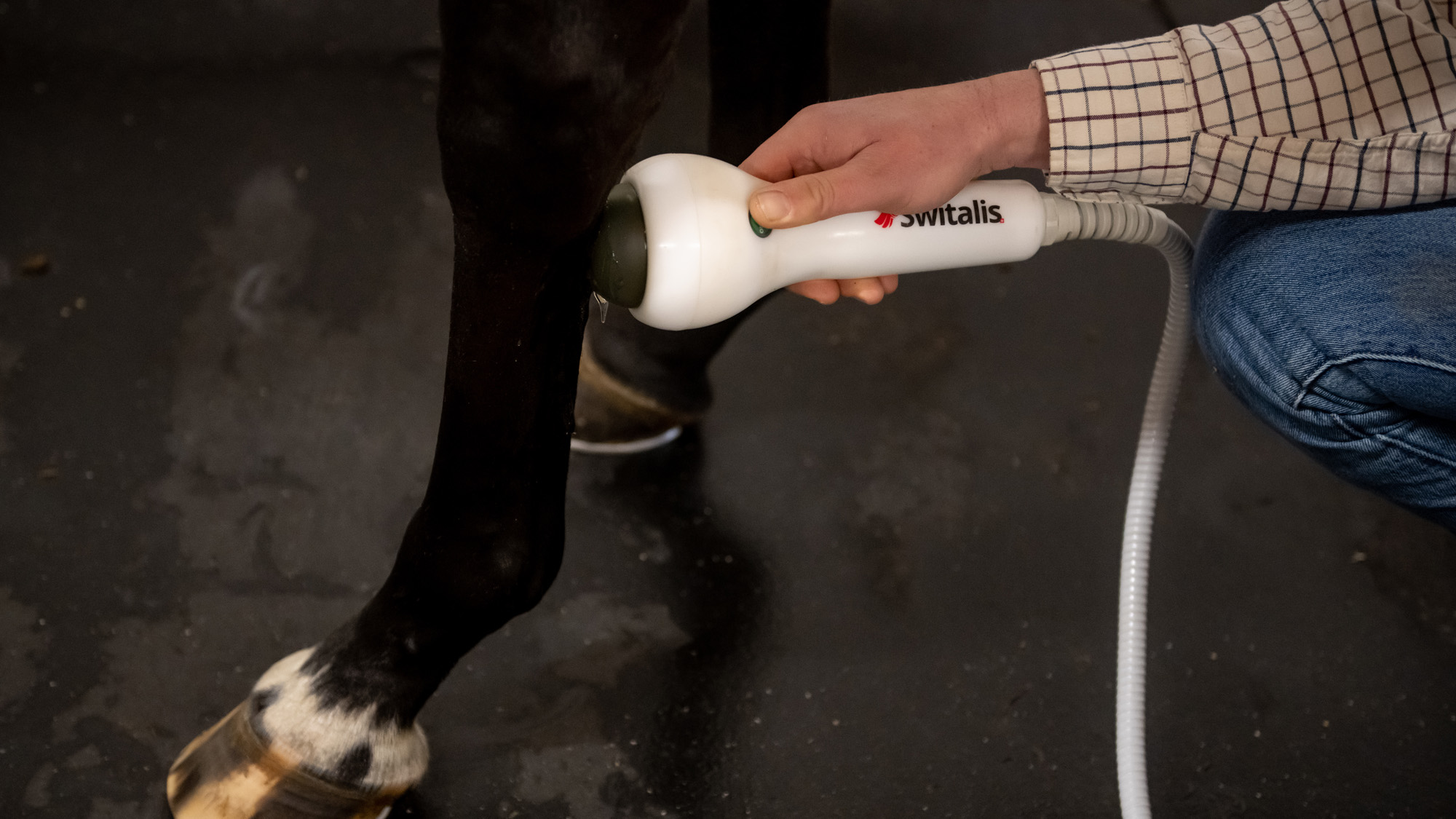 Imaging Diagnostics Burke Equine Therapy Imaging Diagnostics Burke Equine Therapy